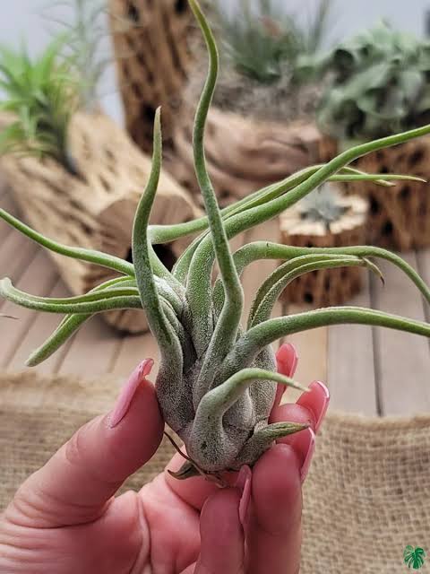 Know your air plant types – Rock n Air Studio